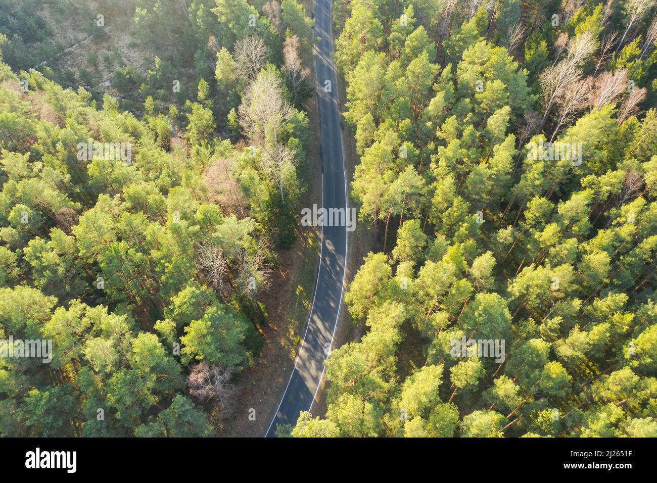 Plain overgrown with tall pine trees. Among the trees you can see a ...