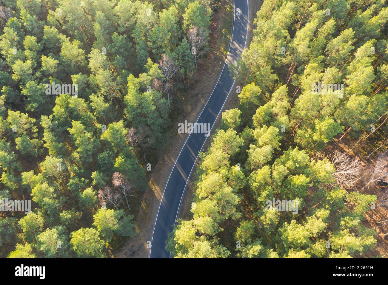 Plain overgrown with tall pine trees. Among the trees you can see a ...
