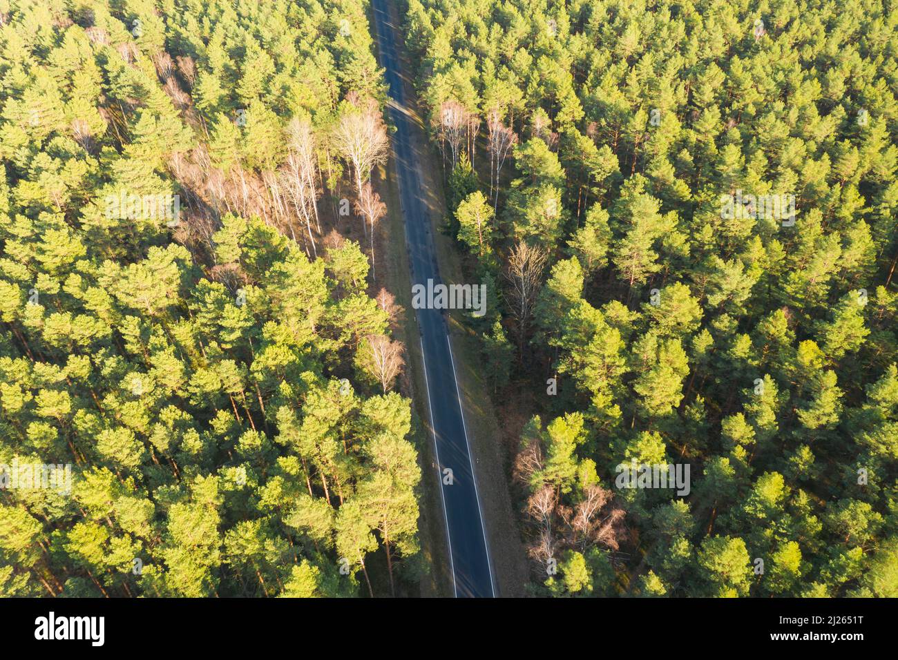 Plain overgrown with tall pine trees. Among the trees you can see a ...