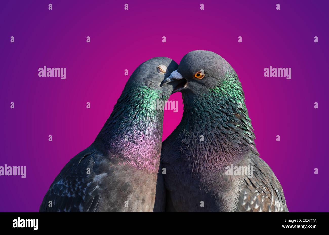 kissing doves in the shape of a heart on a colored background Stock ...