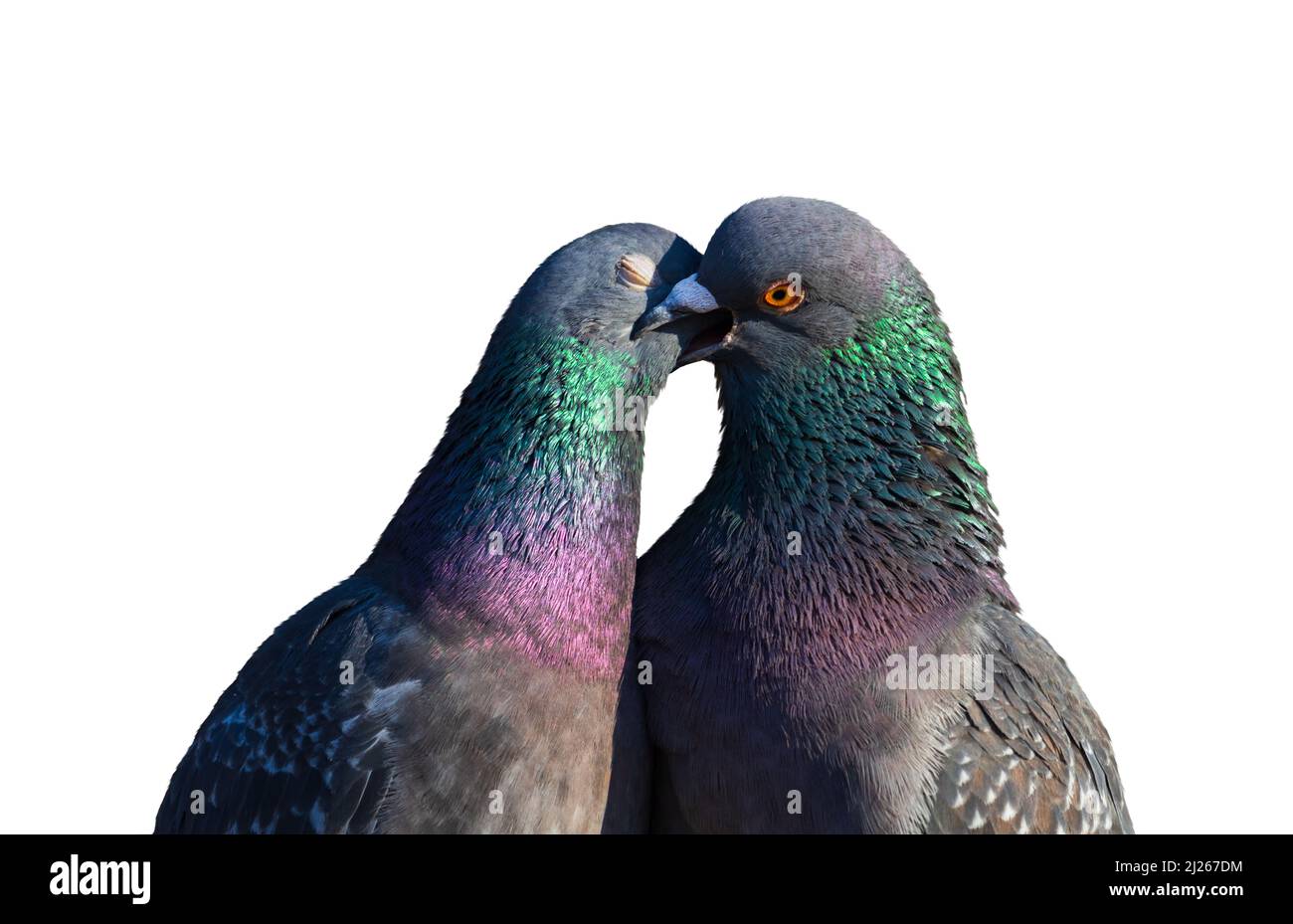 kissing doves in the shape of a heart on a white background Stock Photo ...