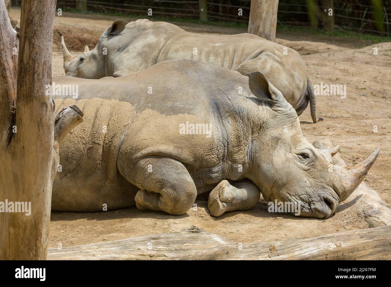 A pair of southern white rhinoceroses (Ceratotherium simum simum ...