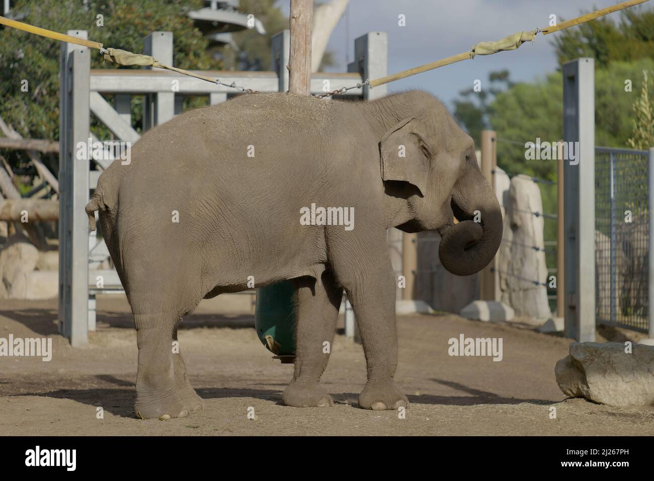 A big elephant standing in the outdoor enclosure in Zoo Stock Photo - Alamy