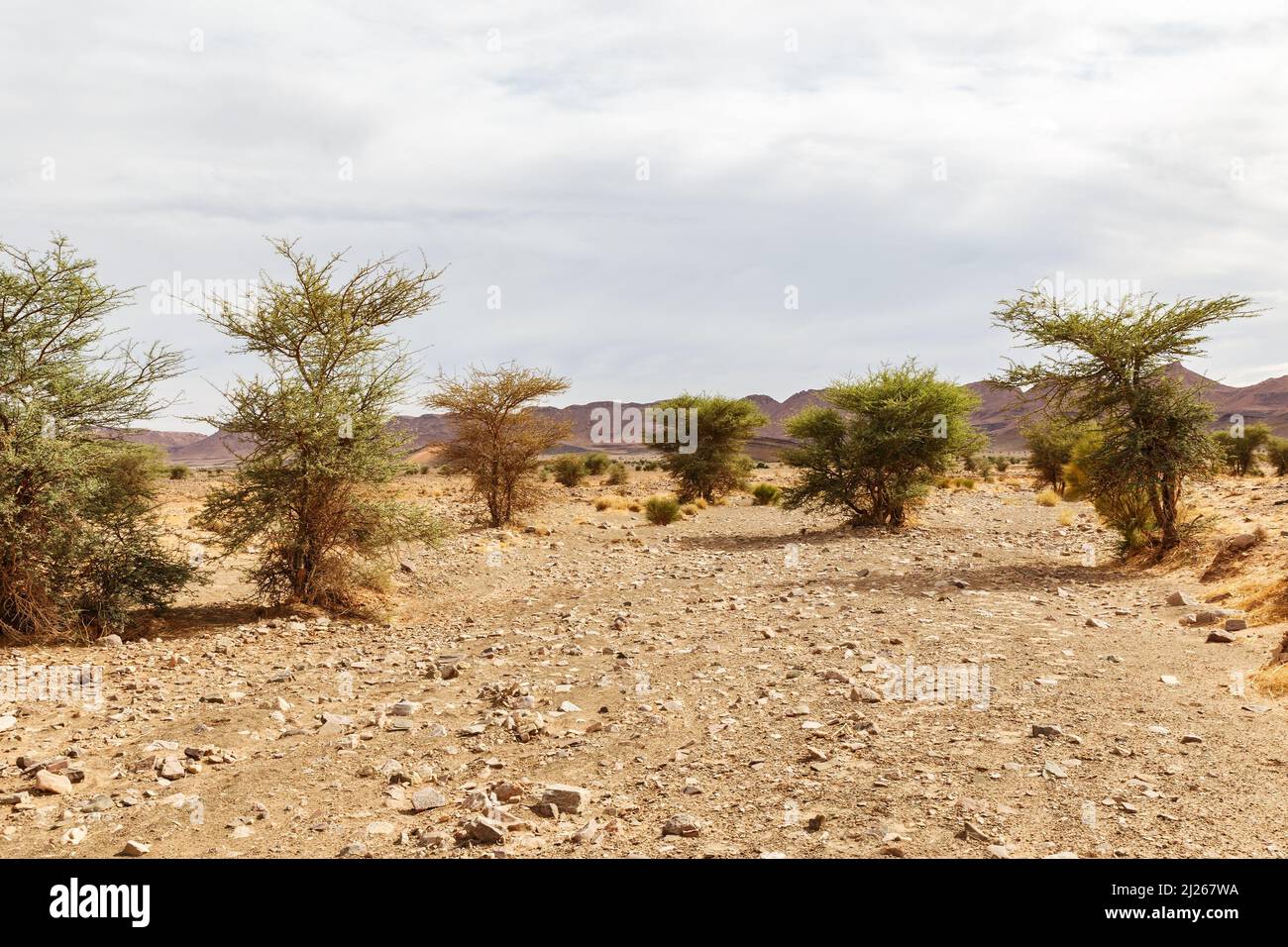 acacia tree in the Sahara desert. Valley in the desert with an acacia ...