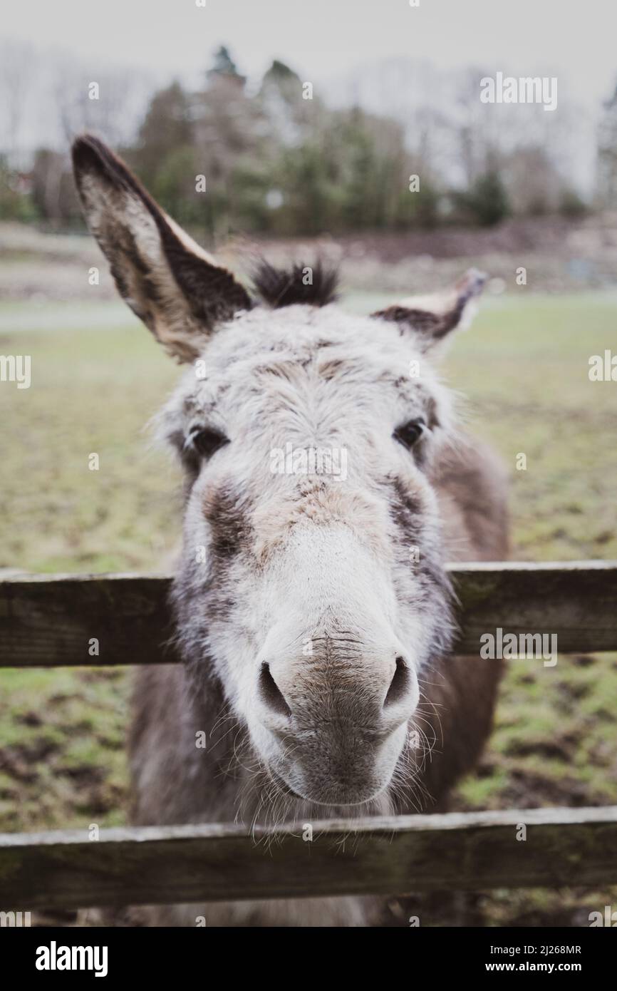 A very curious farmyard donkey peering over a fence saying 'hello ...