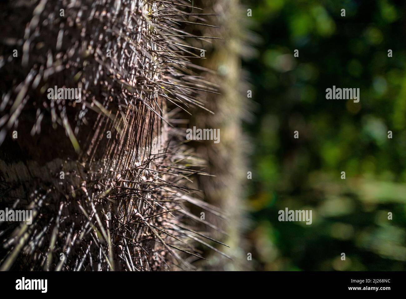 Palm tree with thorns hi-res stock photography and images - Alamy