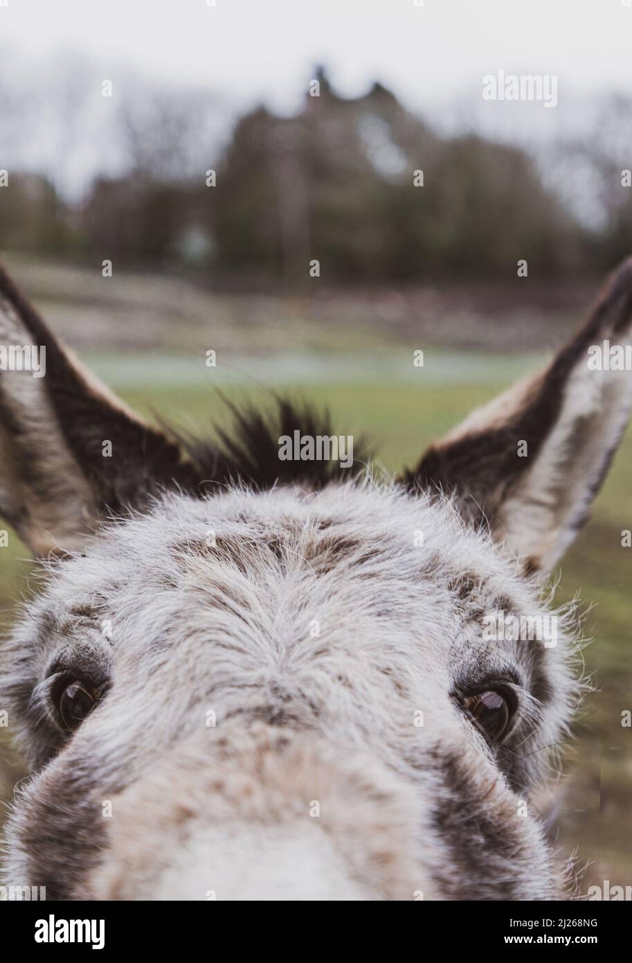 A very curious farmyard donkey face with pricked up ears peering over a ...