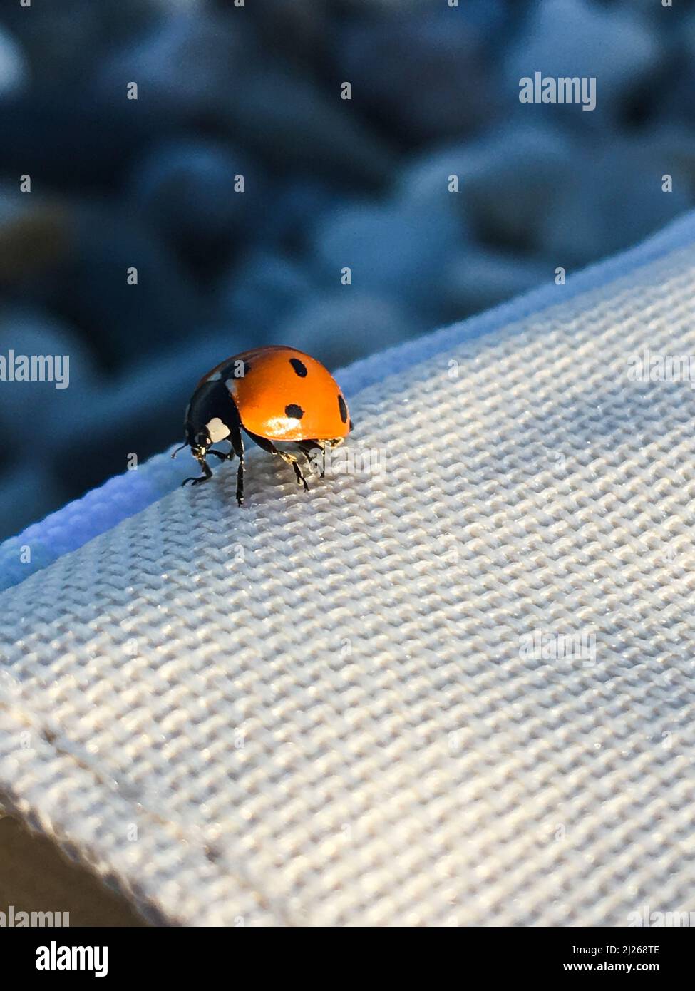 The red ladybug sitting on a bag Stock Photo - Alamy