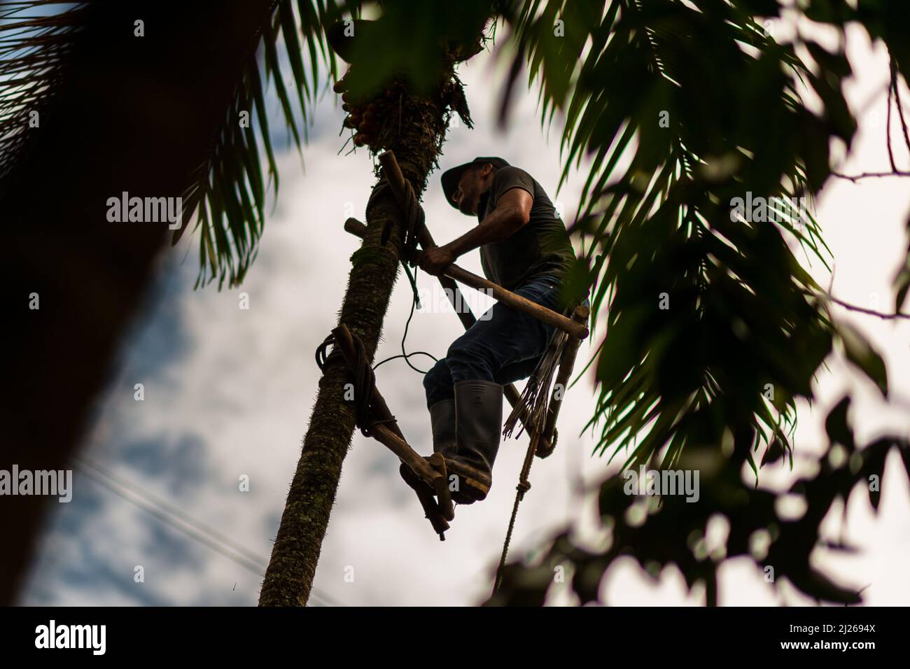 A Colombian farmer climbs a peach palm tree, employing the traditional ...