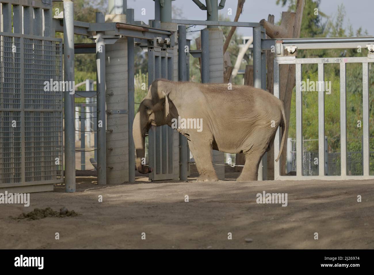A view of little elephant standing in outdoor enclosure of zoo Stock ...