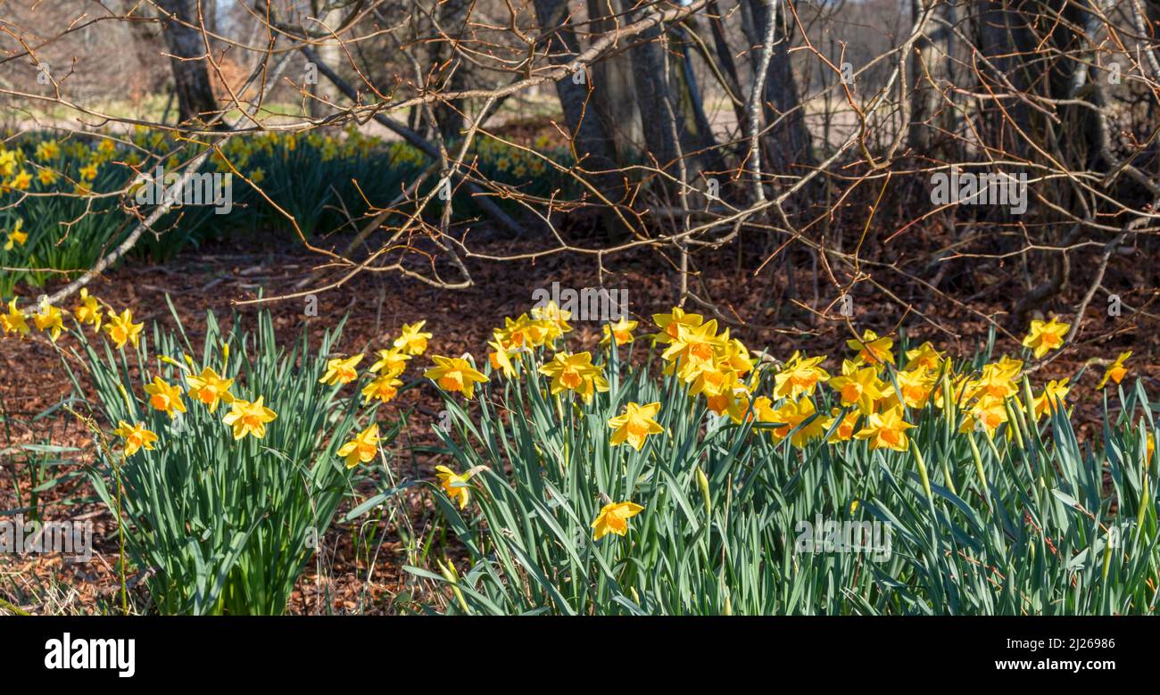 BRODIE CASTLE FORRES MORAY SCOTLAND THE CASTLE GROUNDS BEECH TREES AND ...