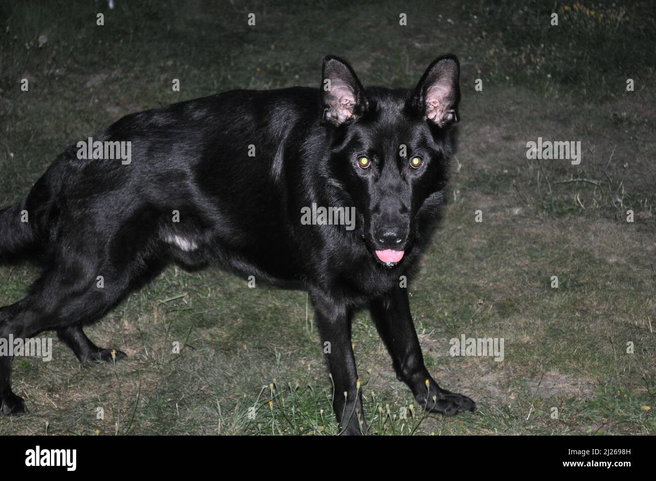 A closeup of a black dog outside during night time Stock Photo - Alamy