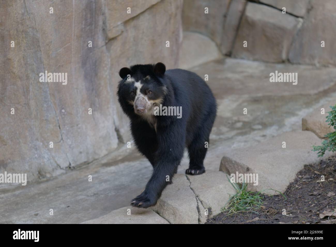 Sloth walking hi-res stock photography and images - Alamy