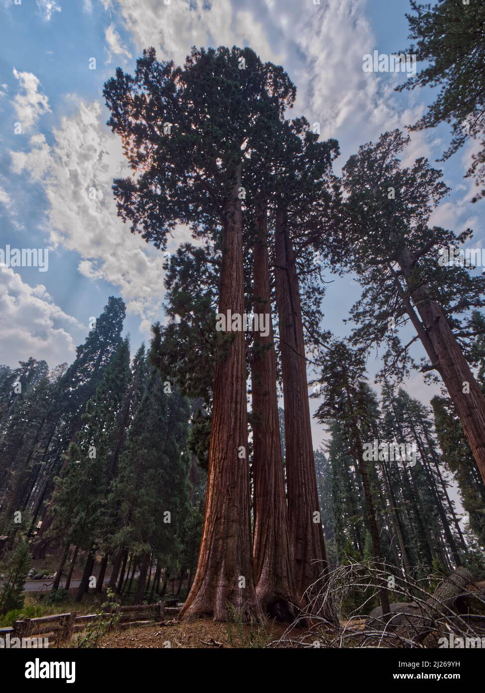 A low angle shot of giant sequoia trees under blue bright sky in ...