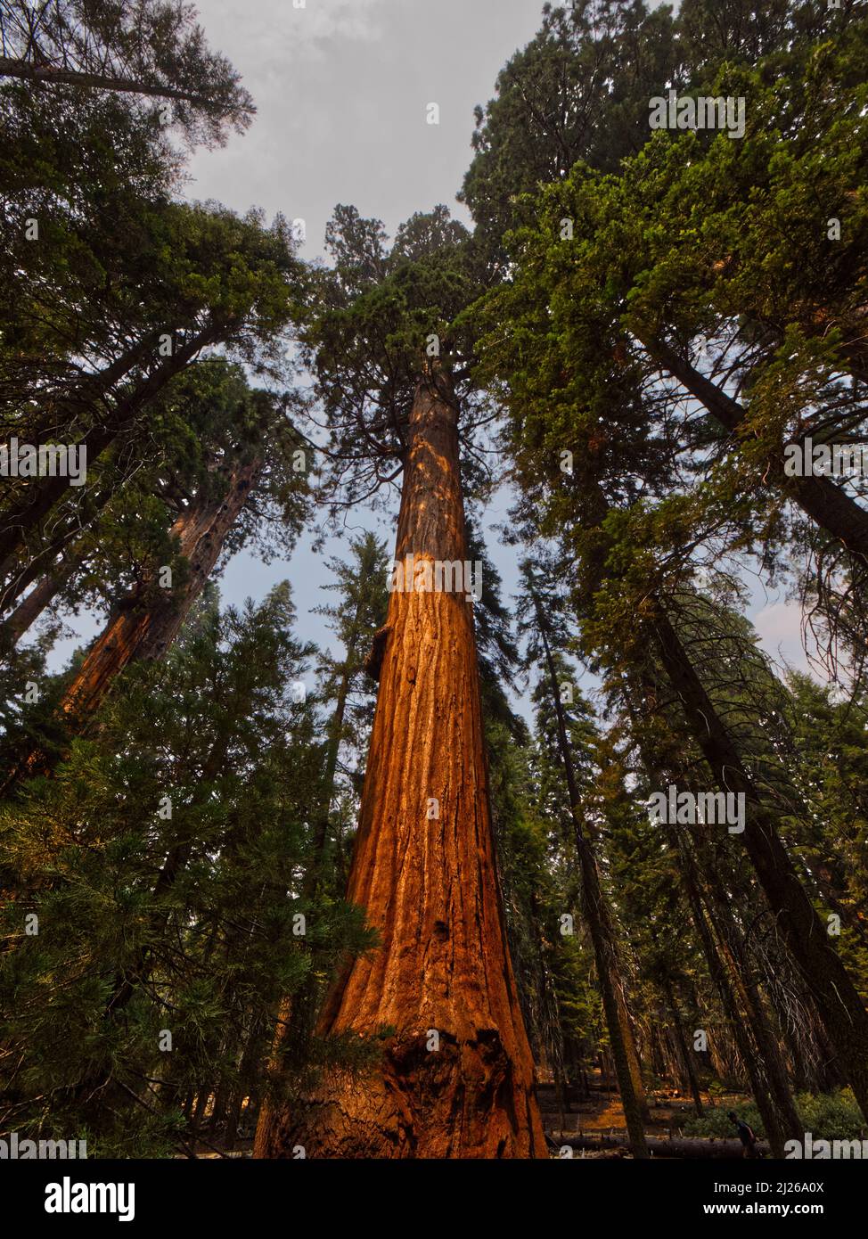 A low angle shot of giant sequoia trees under blue bright sky with ...