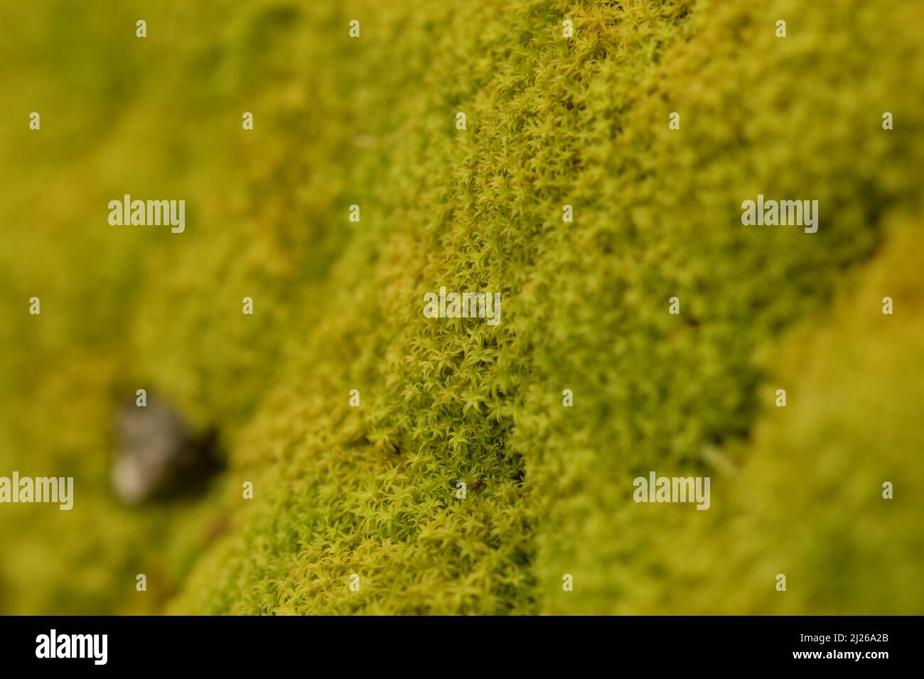 Mosses growing in the New Forest UK Stock Photo - Alamy