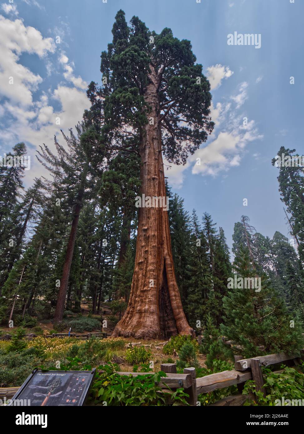 A low angle shot of giant sequoia trees under blue bright sky in ...