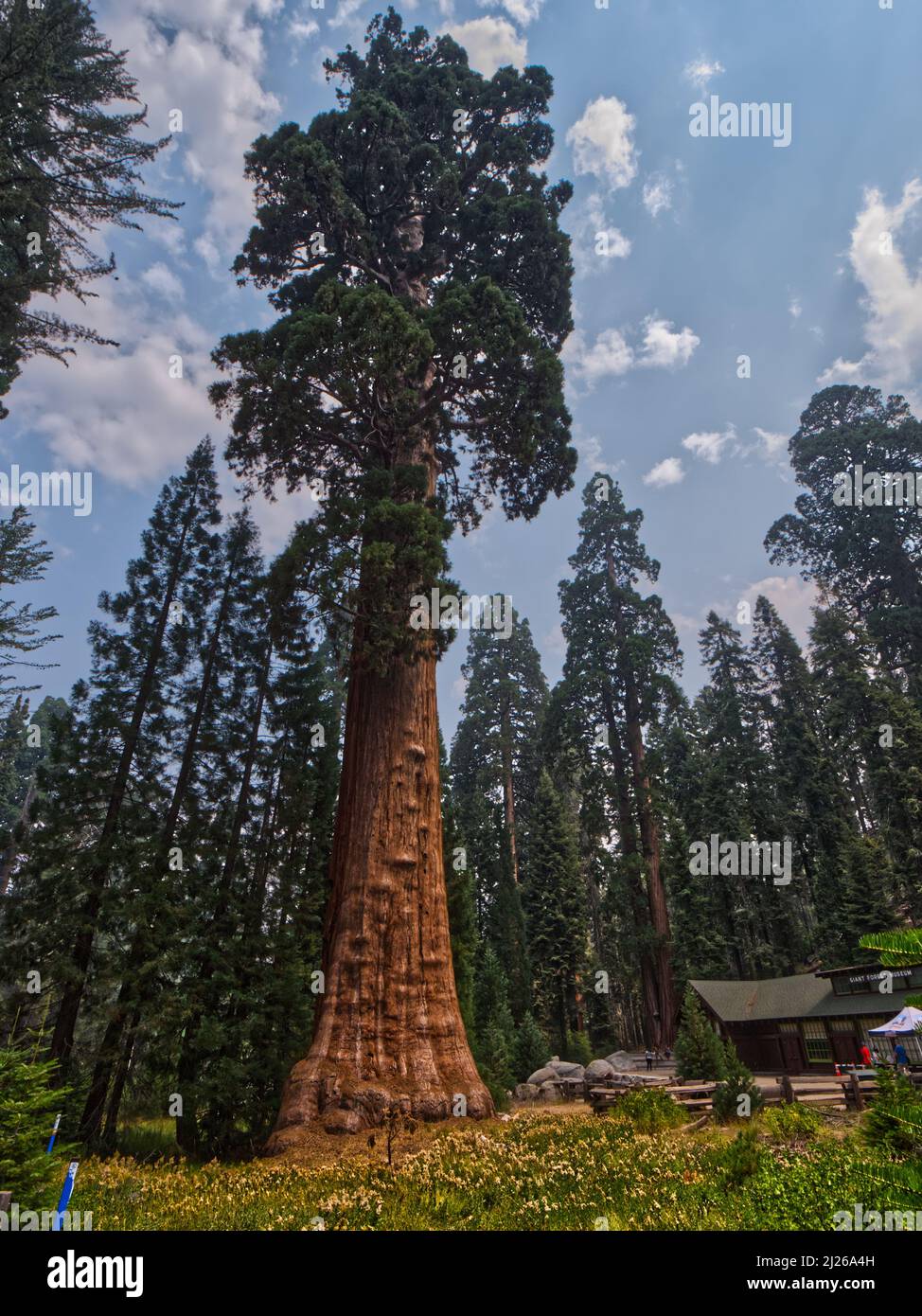 A low angle shot of giant sequoia trees under blue bright sky in ...