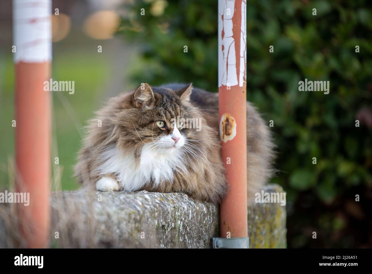 beautiful fluffy cat looking far Stock Photo - Alamy
