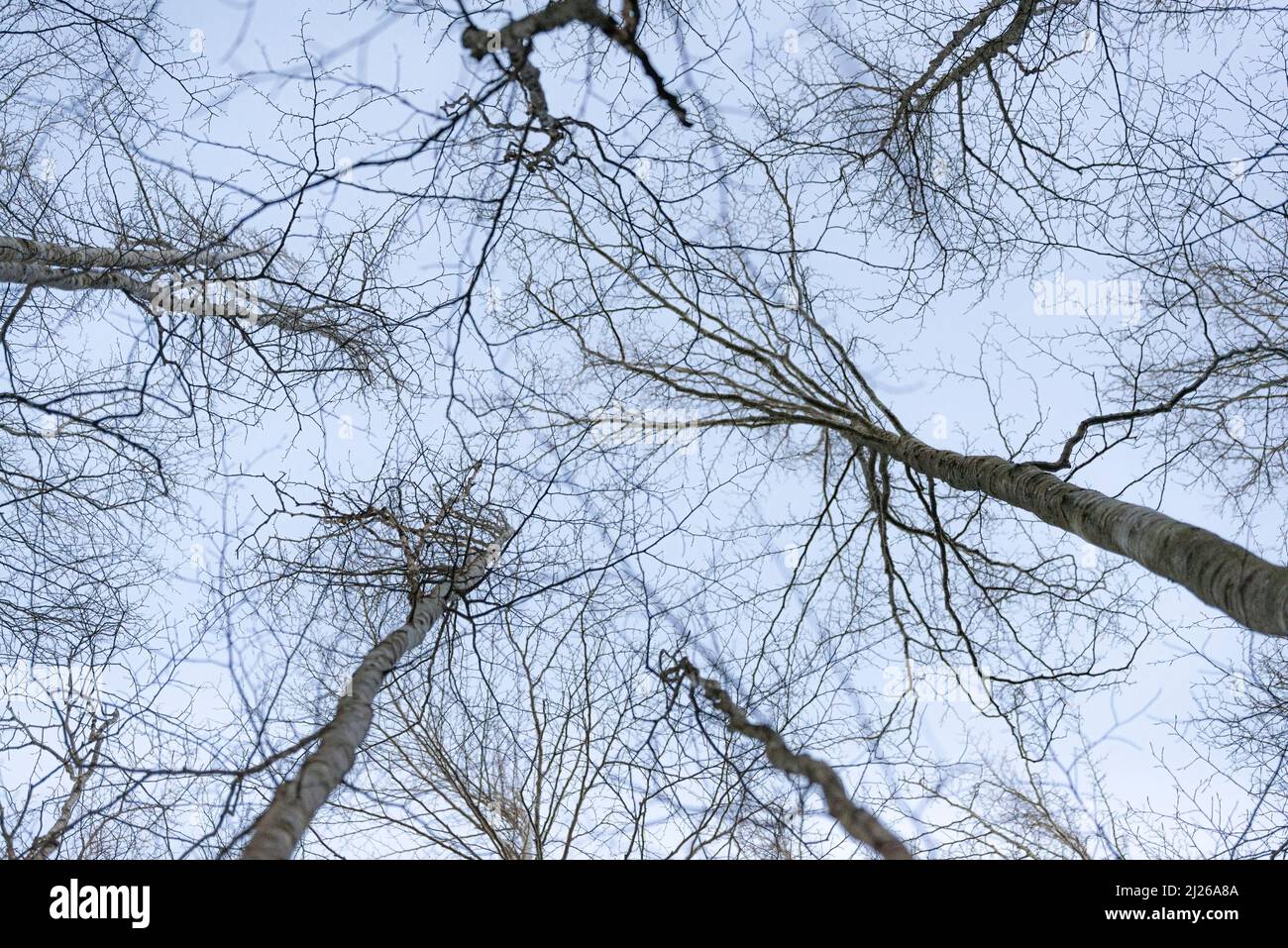trees perspective from the ground. winter plants Stock Photo - Alamy
