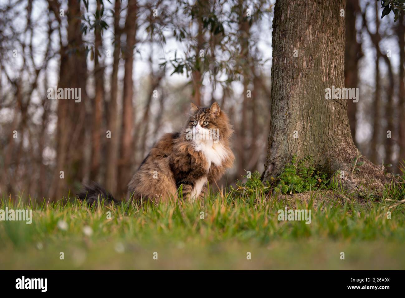 cat sitting on the grass looking far Stock Photo - Alamy
