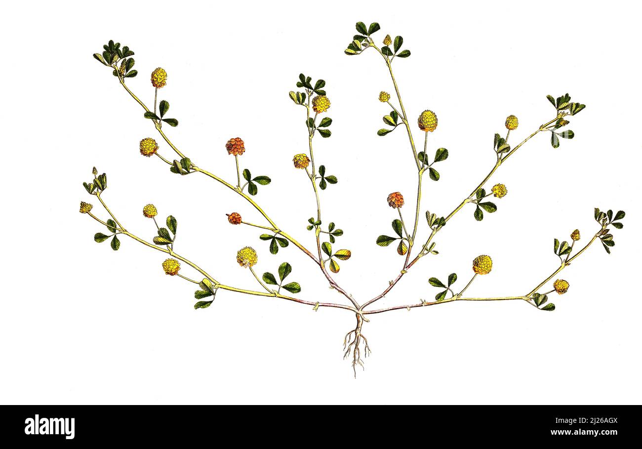 Gold-Klee, Trifolium aureum / Trifolium aureum, known by the various ...