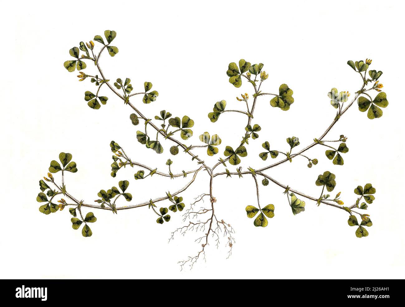 Schneckenklee, Medicago / Medicago polymorpha is a plant species of the ...