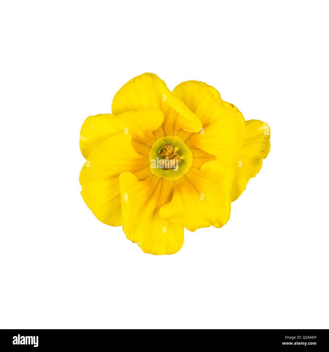Top view of single yellow Primula Vulgaris flower. Isolated on a white ...