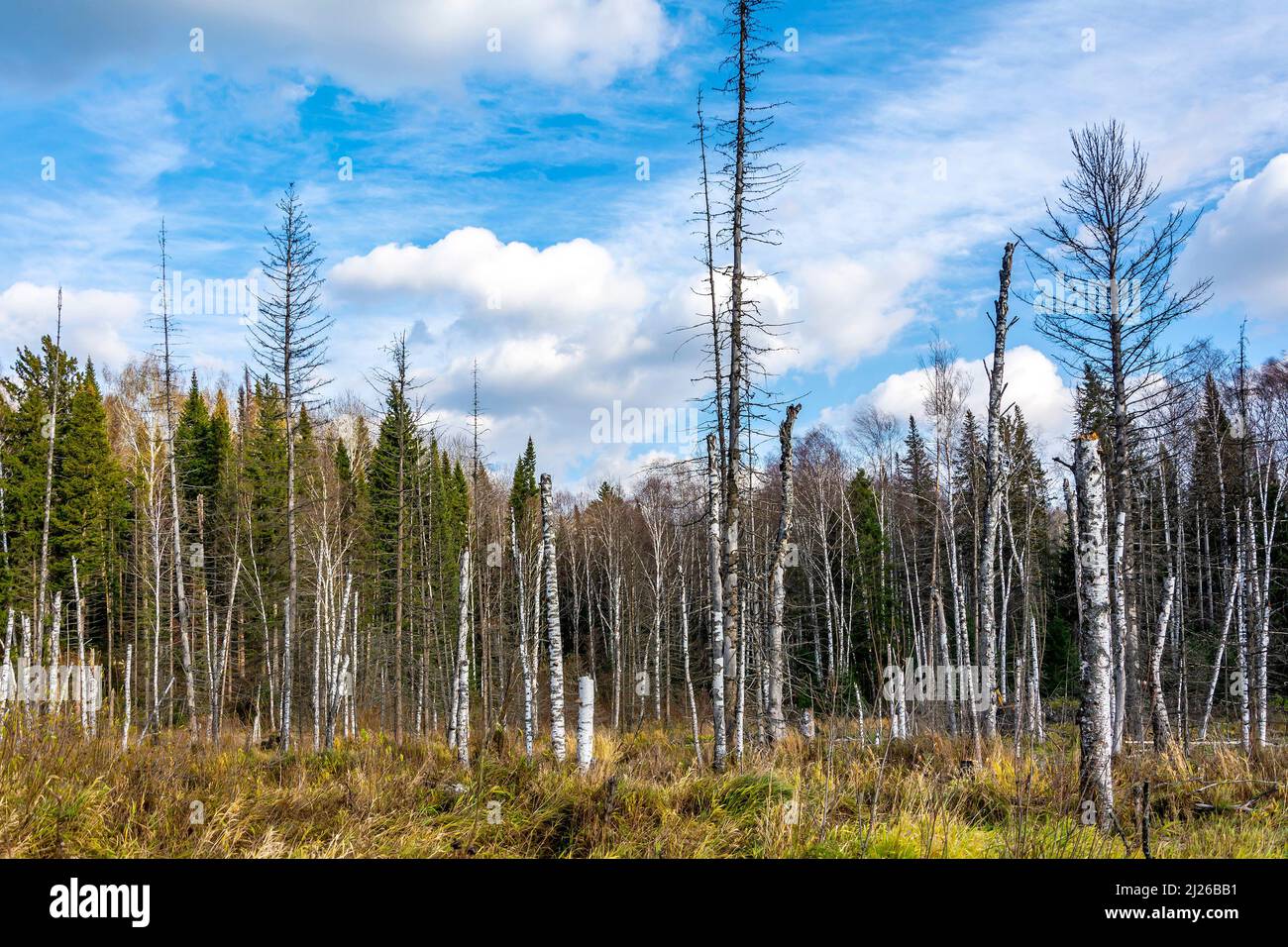 Taiga swamp hi-res stock photography and images - Alamy