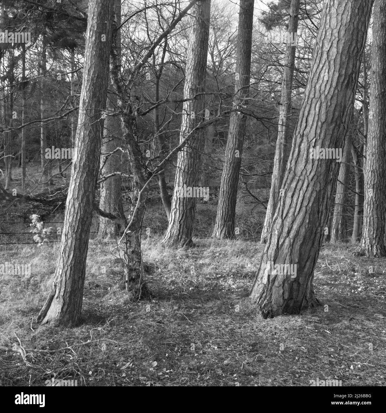 Black and White image of Pine Tree Trunks with side lighting. Tunstall ...
