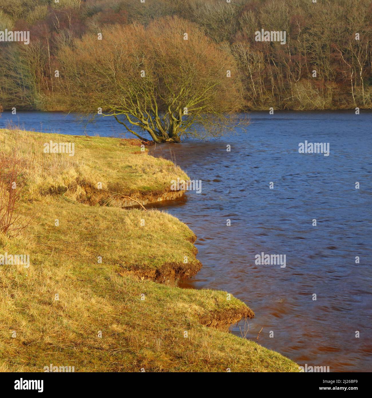Tree in overflown lake after a Storm. Tunstall Reservoir, Weardale ...