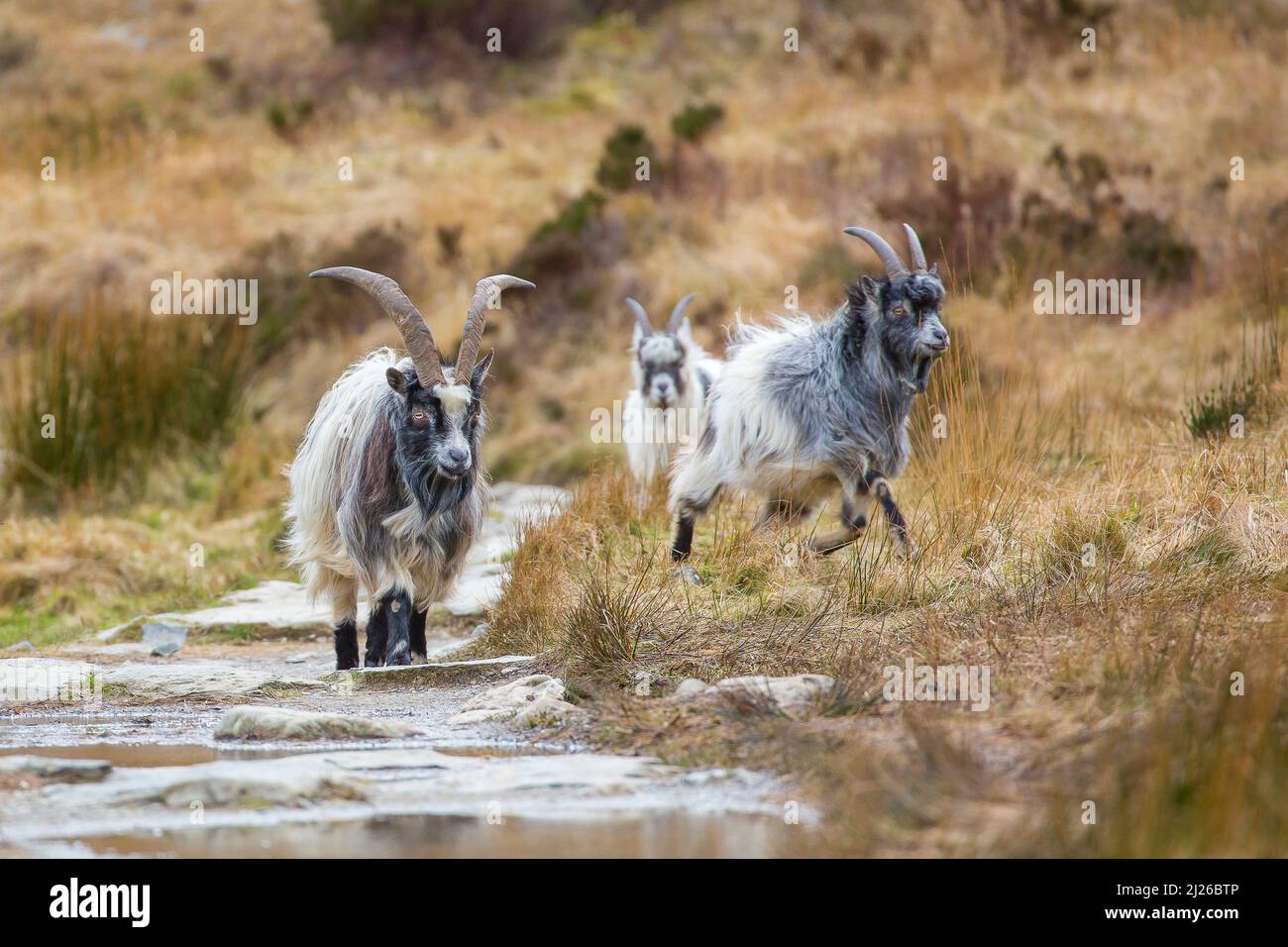 Front view of wild Welsh mountain goats walking down a mountain path ...