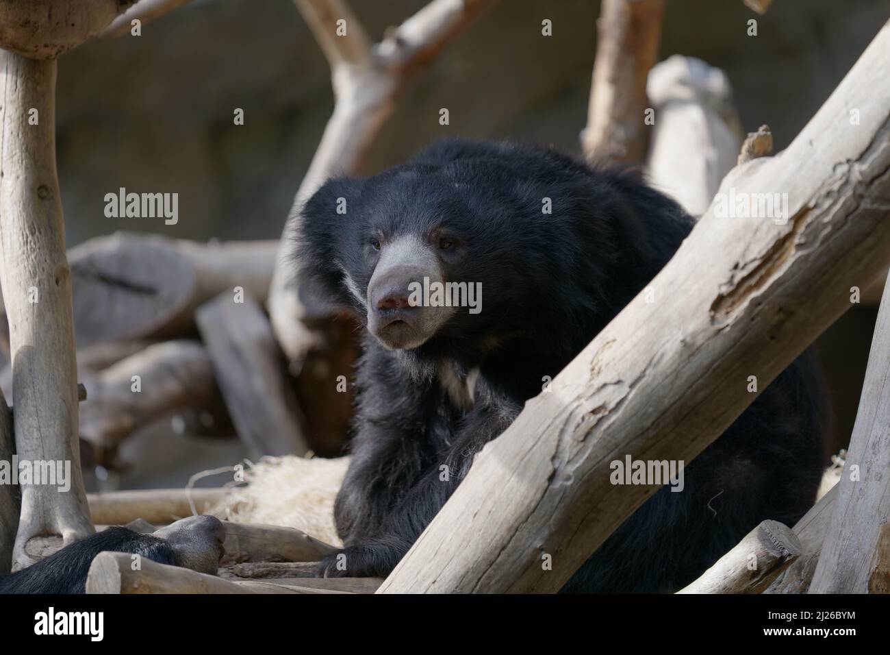 Bear zoo cage hi-res stock photography and images - Alamy
