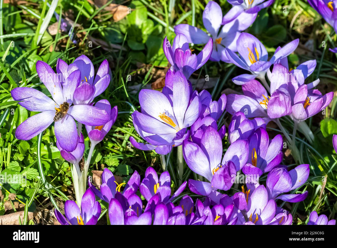 Blue crocus in the garden at the end of the winter, with a bee Stock ...