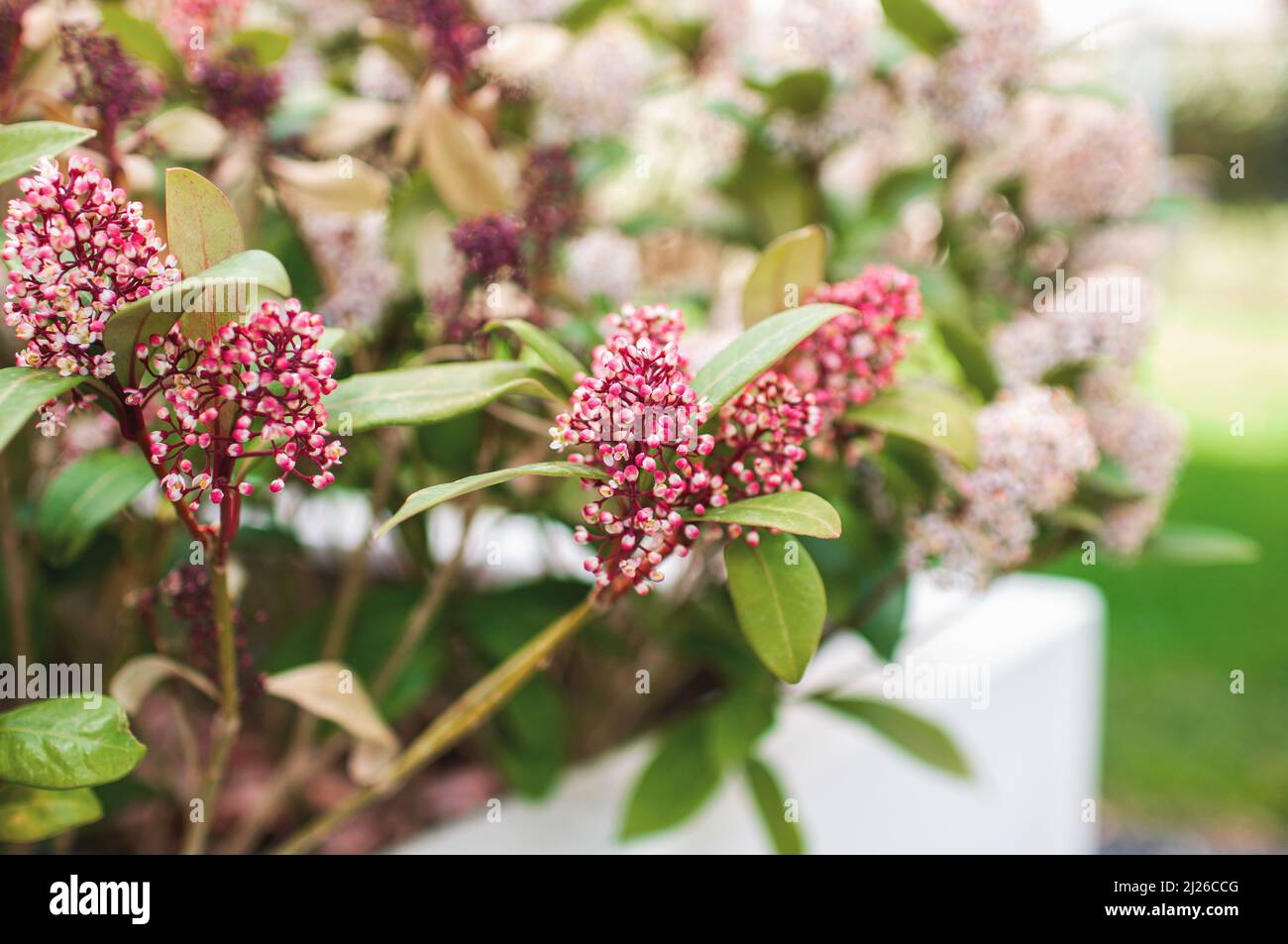 garden flowers of pink color in a pot on a personal plot Stock Photo ...