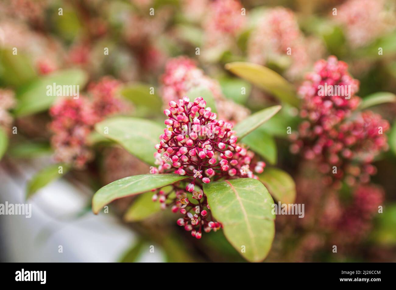garden flowers of pink color in a pot on a personal plot Stock Photo ...