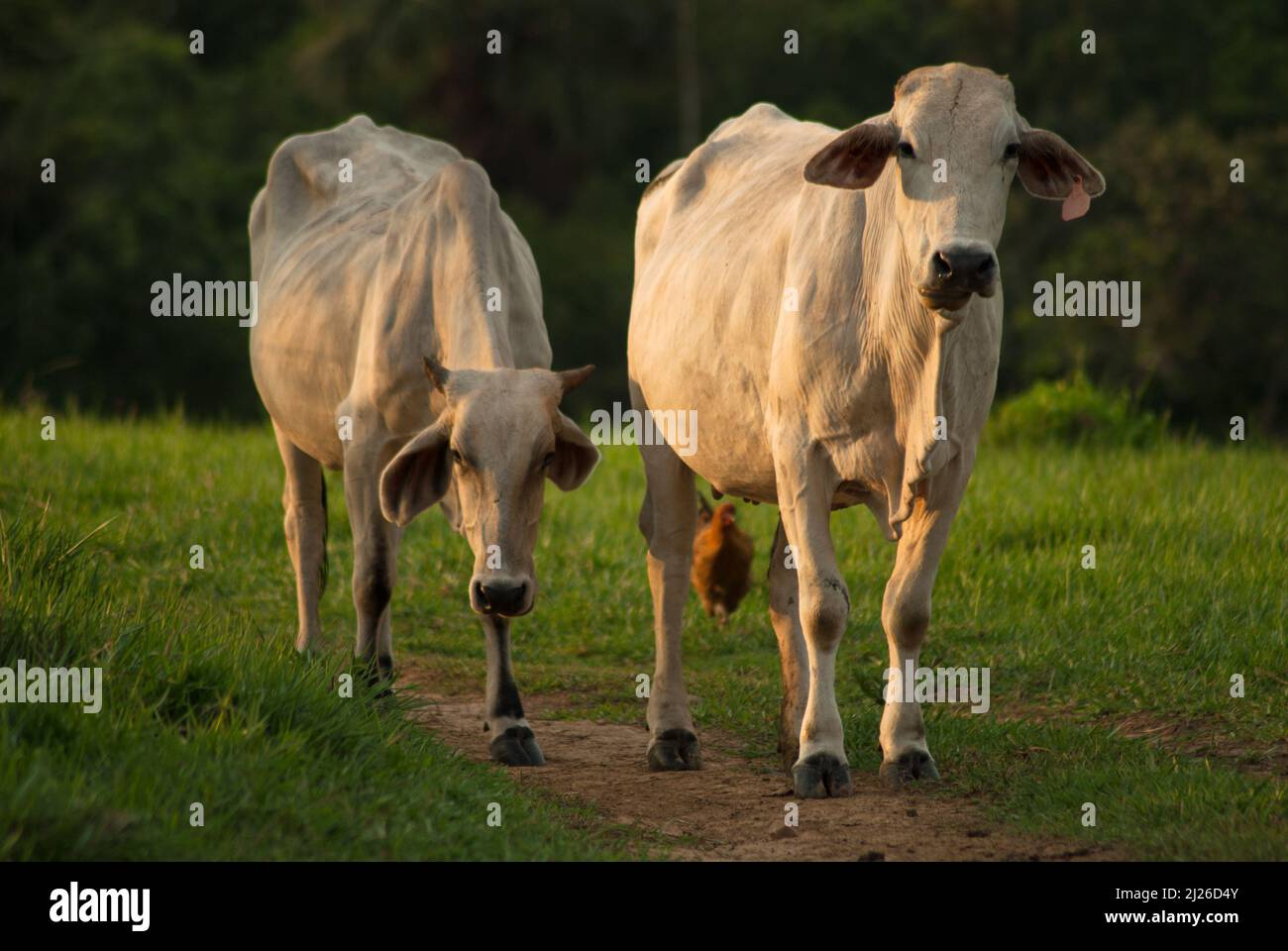 Llanos orientales colombia hi-res stock photography and images - Alamy