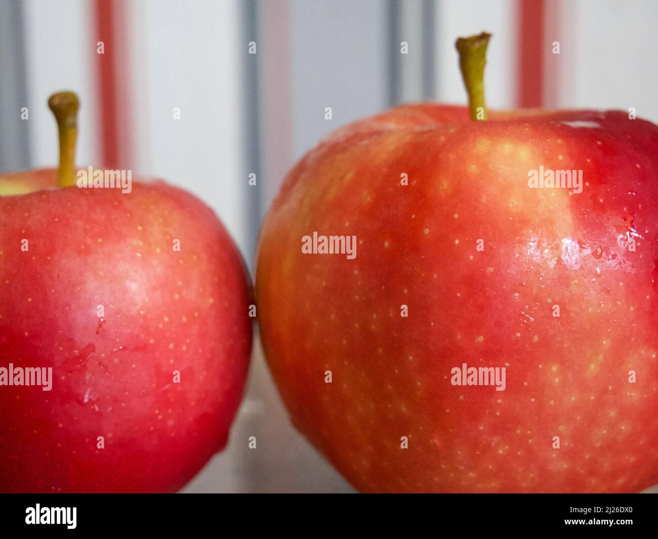 Two ripe apples of the Ligol variety, a close-up shot Stock Photo - Alamy