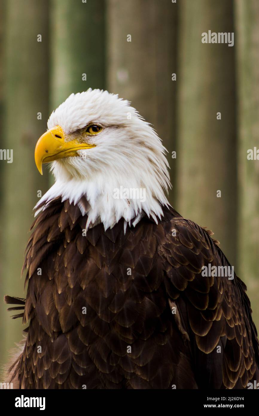 A vertical selective focus of a bald eagle bird Stock Photo - Alamy