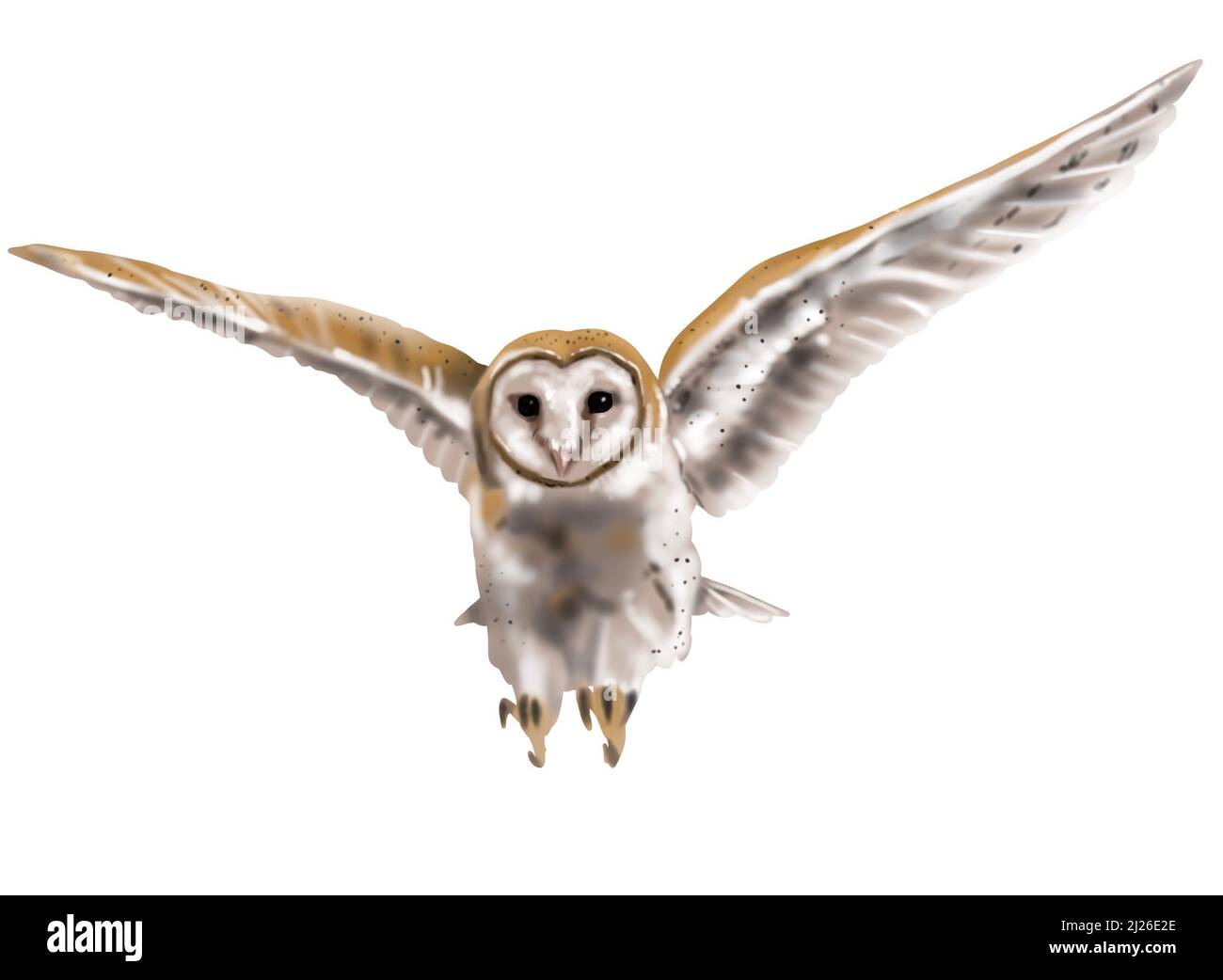 Watercolor flying owl barn owl. A realistic illustration of an owl ...
