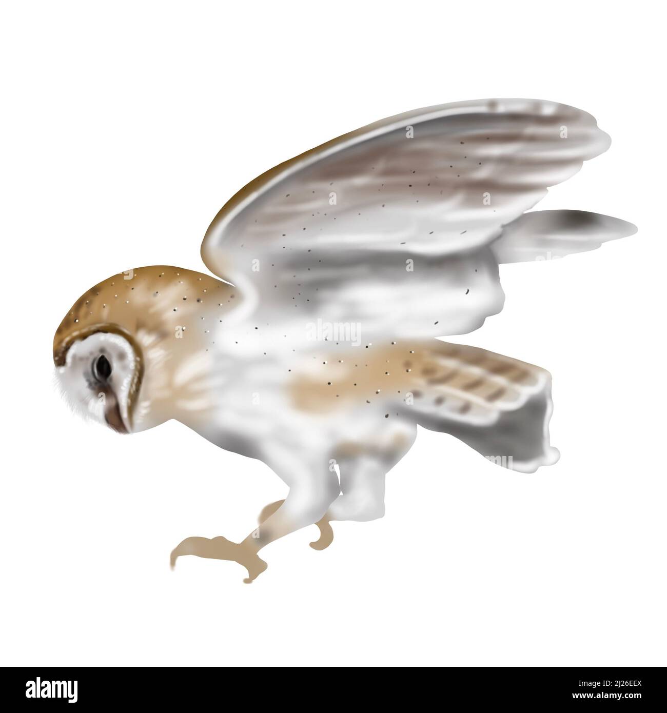 Watercolor flying owl barn owl. A realistic illustration of an owl ...