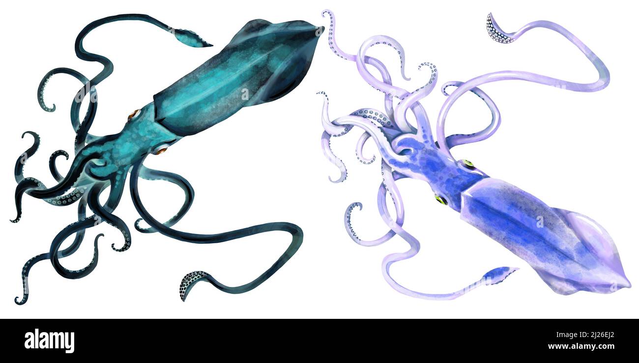 The watercolor set is a bright squid. multicolored squid isolated on a ...