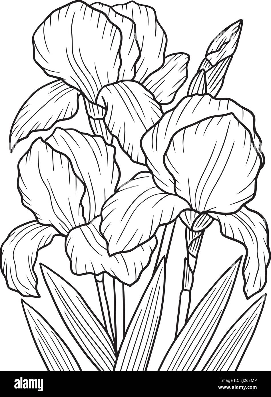 Iris Coloring Pages Flower Color Print Printable Getcolorings Sketch Iris Coloring Pages Flower Color Print Printable Getcolorings Sketch