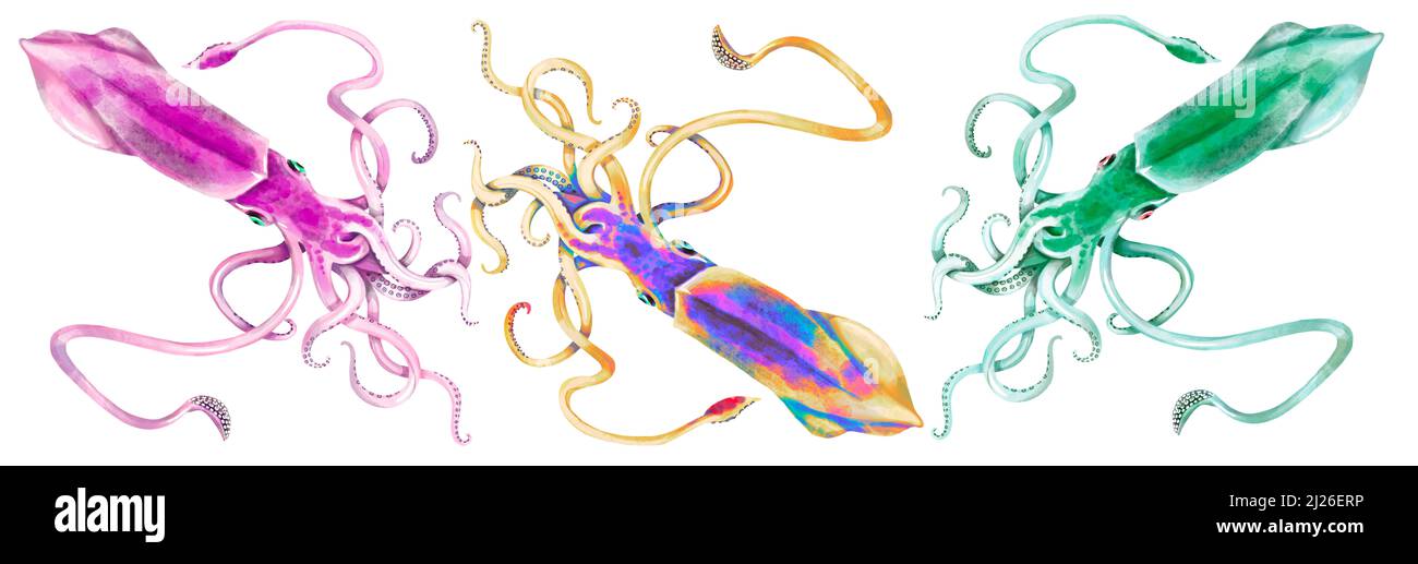 The watercolor set is a bright squid. multicolored squid isolated on a ...