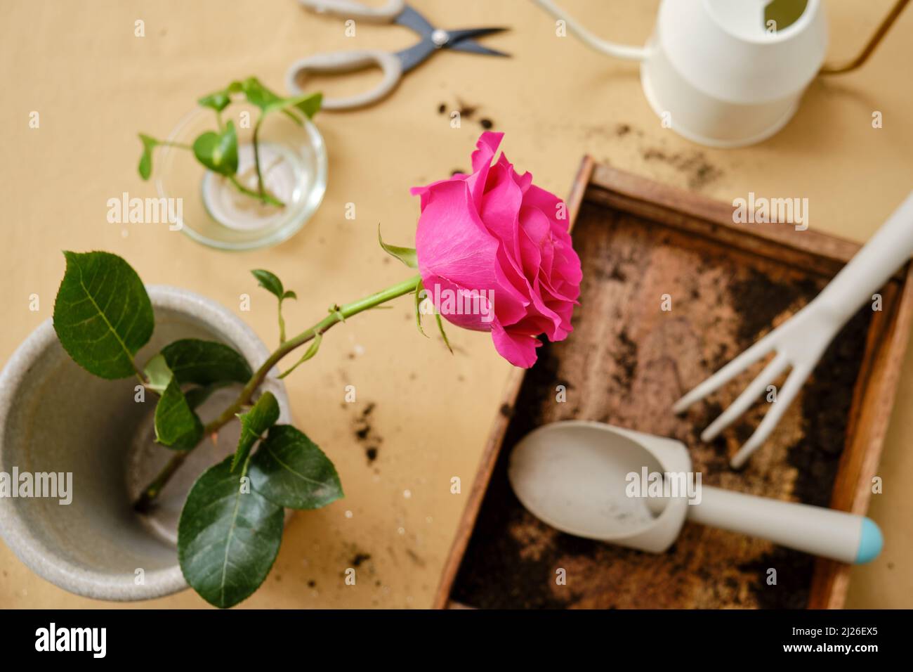 Tools for working with soil in the home garden and plant care, close-up ...