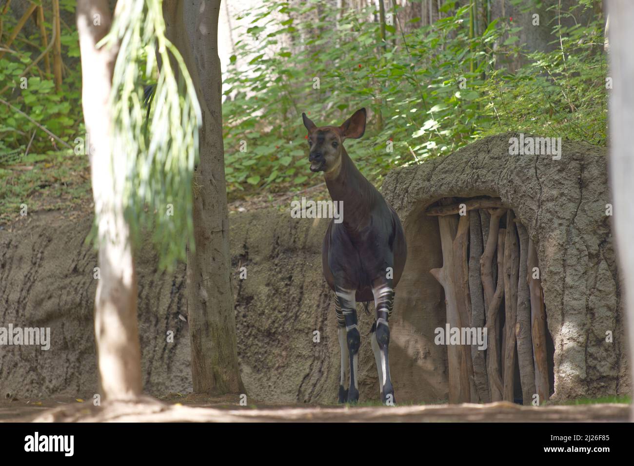 A view of Okapi forest giraffe in outdoor enclosure of San Diego zoo ...