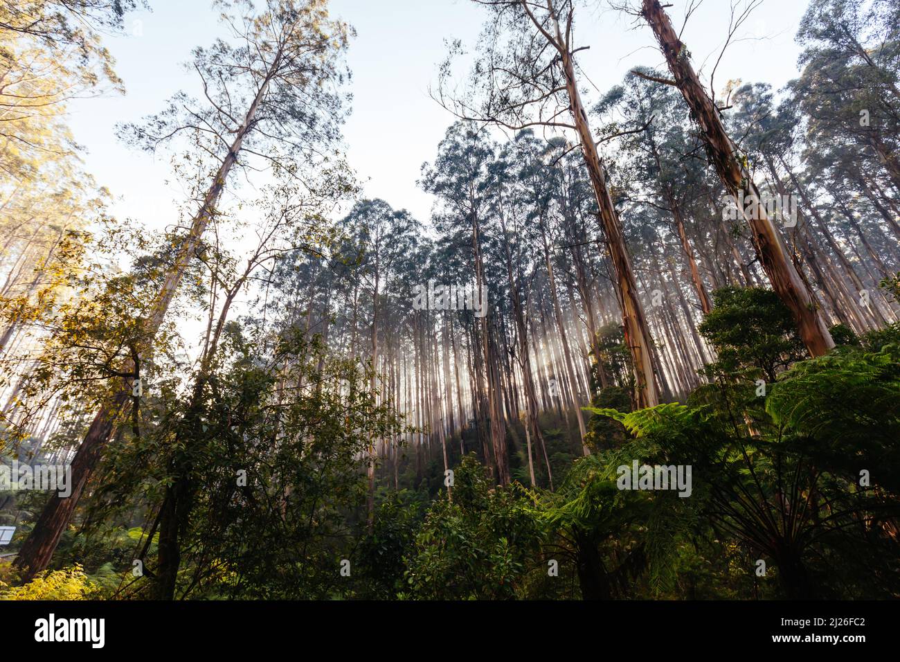 The Black Spur near Narbethong in Australia Stock Photo - Alamy