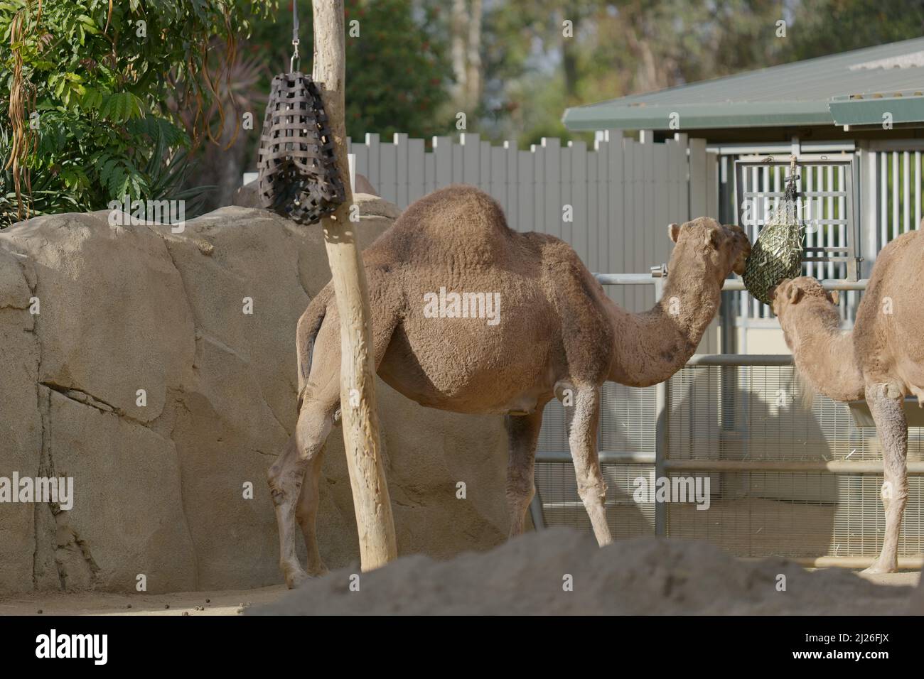 A view of standing and eating camels in outdoor enclosure at zoo Stock ...