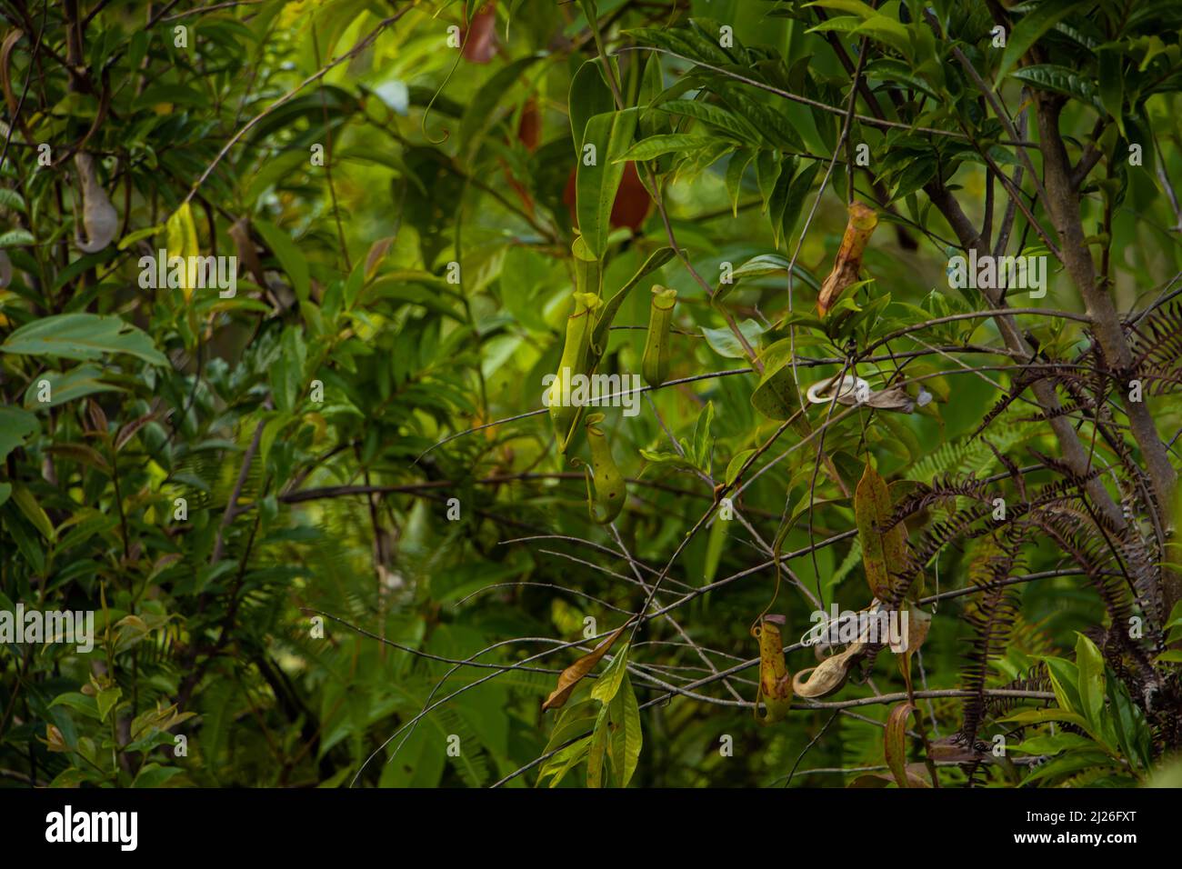 An aerial shot of a beautiful forest on a sunny day Stock Photo - Alamy