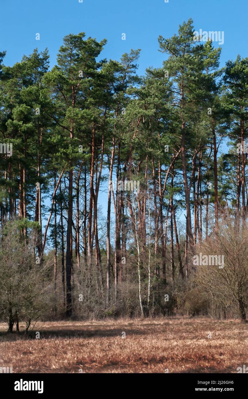 Beautiful tall spruce trees in an open clearing in the forest Stock Photo - Alamy